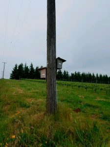 Bluebirds Compete with Swallows for Nest Boxes ! | Prescott Bluebird ...